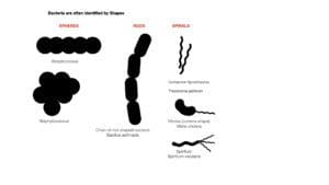 bacteria shapes - Tree Guide UK