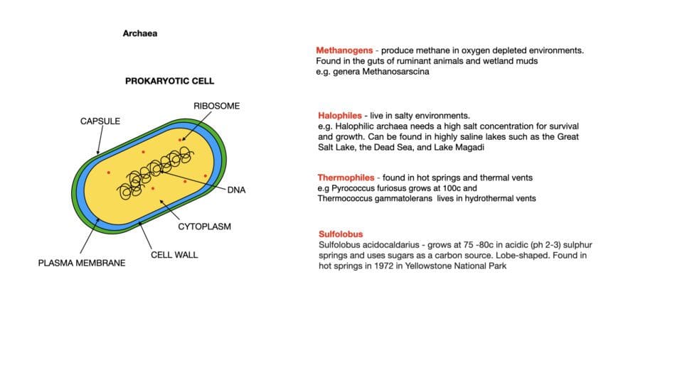 Tree of Life - Tree of Life