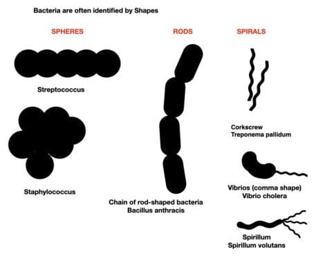 Tree of Life - Tree of Life
