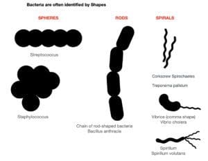 bacteria shapes - Tree Guide UK
