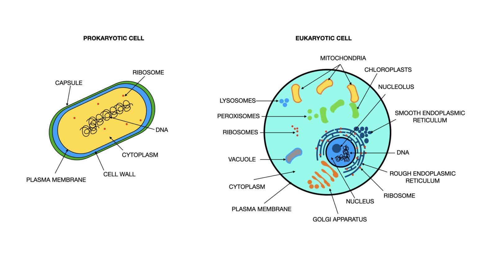 Tree of Life - Tree of Life