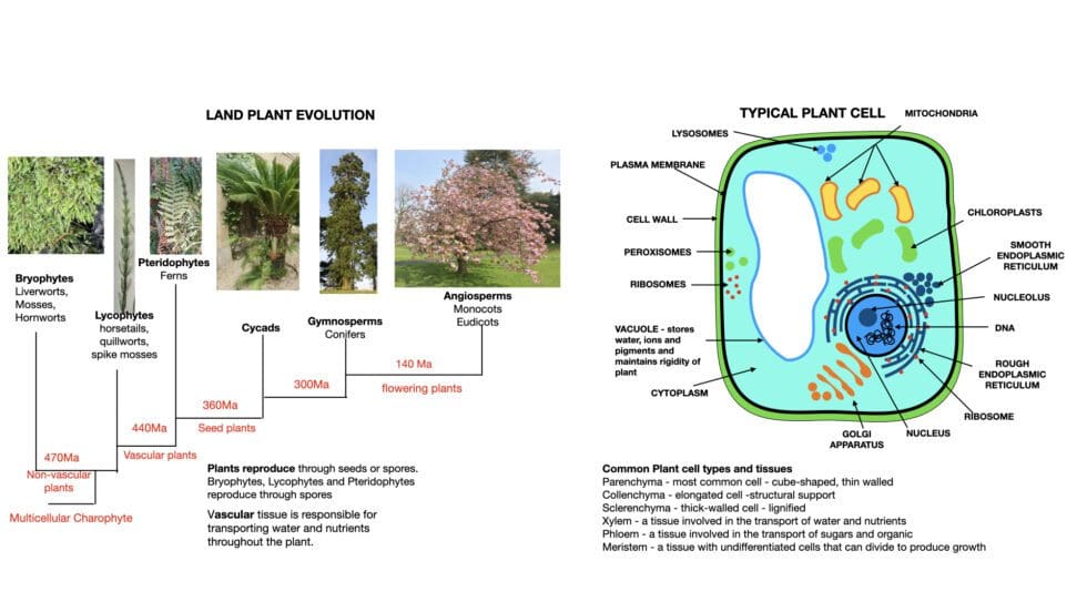 Tree of Life - Tree of Life