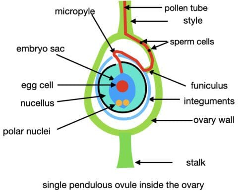Flowering Plant Life Cycle - Flowering Plant Life Cycle