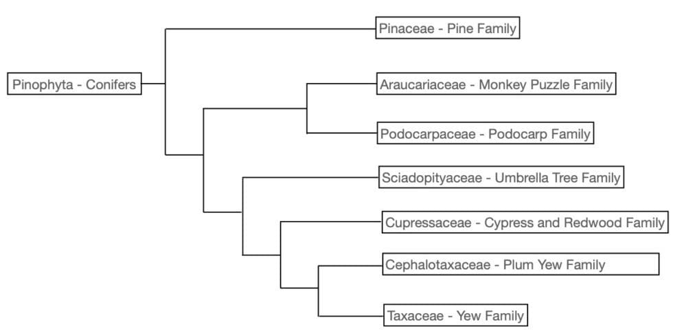 Conifer Families - Conifer Families Evolution