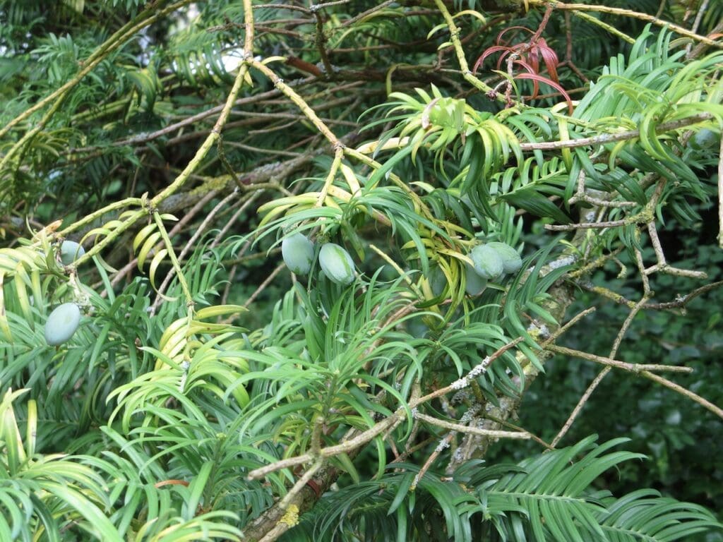 Conifer Families - Conifer Families Evolution