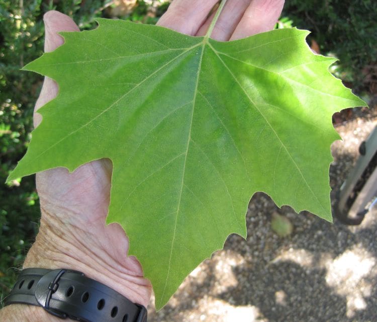 Broadleaf Tree Families - Broadleaf Tree Families Evolution