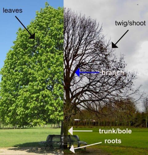 Tree Parts - Tree Parts