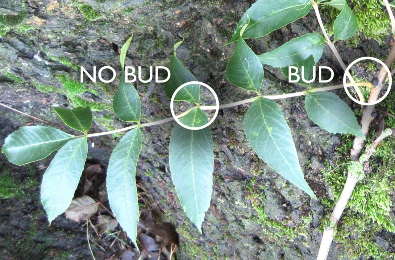 Tree Parts - Tree Parts