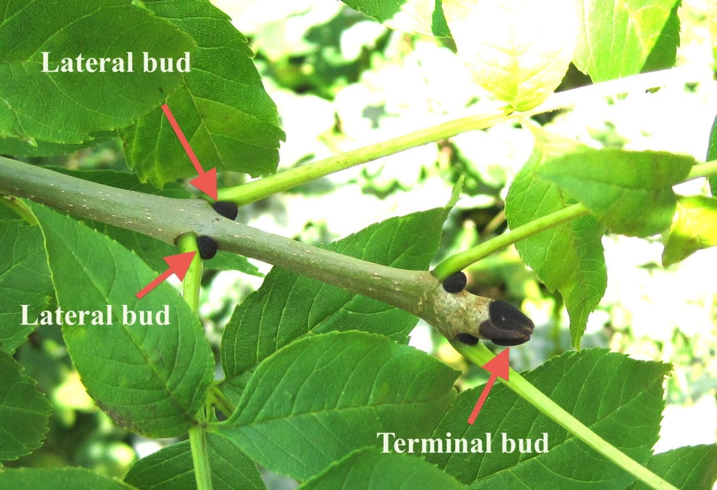 ash buds 1 - Tree Guide UK