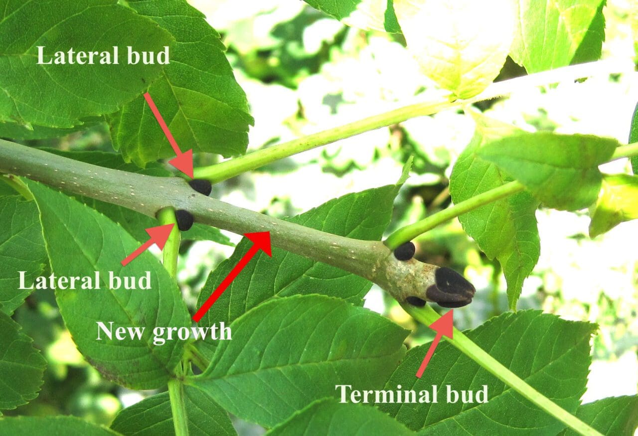 Tree Parts - Tree Parts