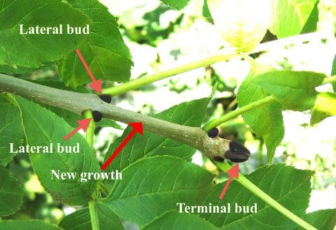 Tree Parts - Tree Parts