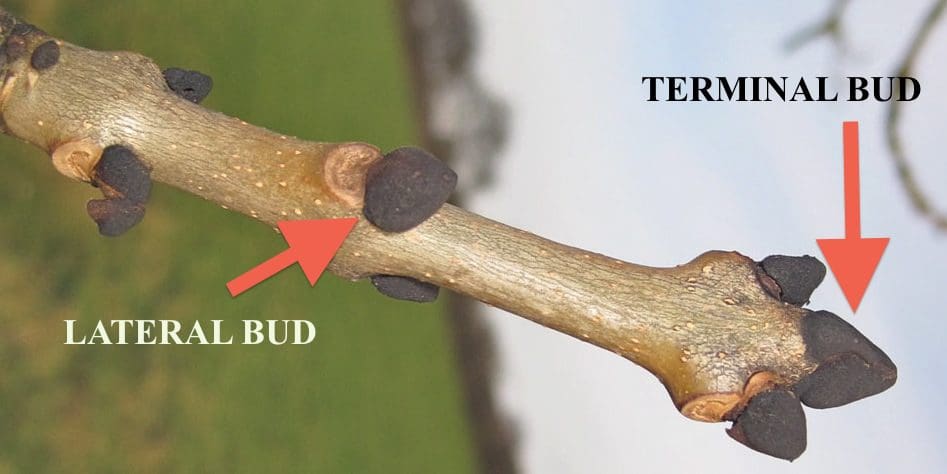 ash buds - Tree Guide UK
