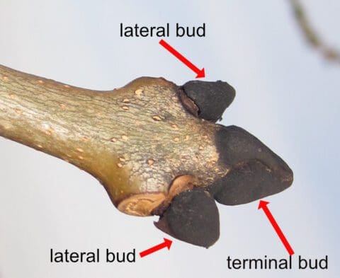 Tree Parts - Tree Parts