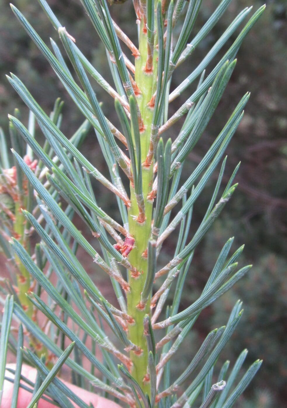pine needles2 - Tree Guide UK