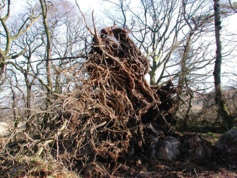 Tree Parts - Tree Parts