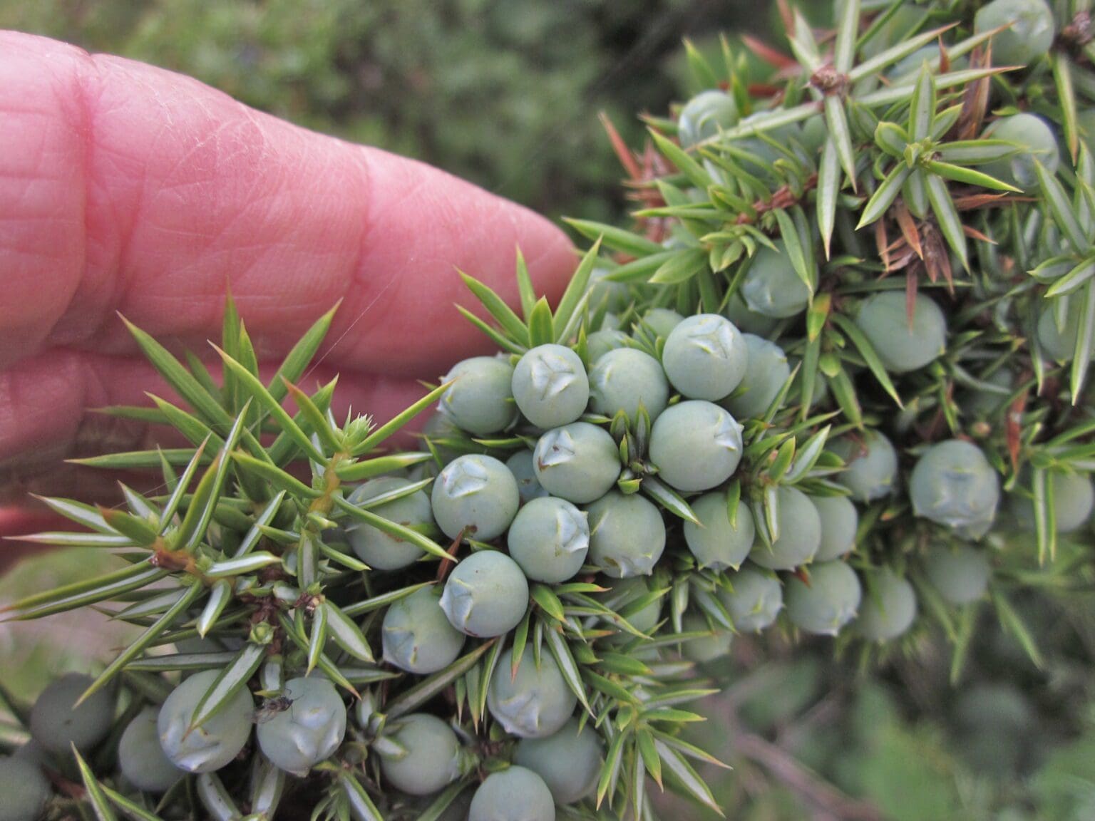 Top Conifers - Ten Conifers