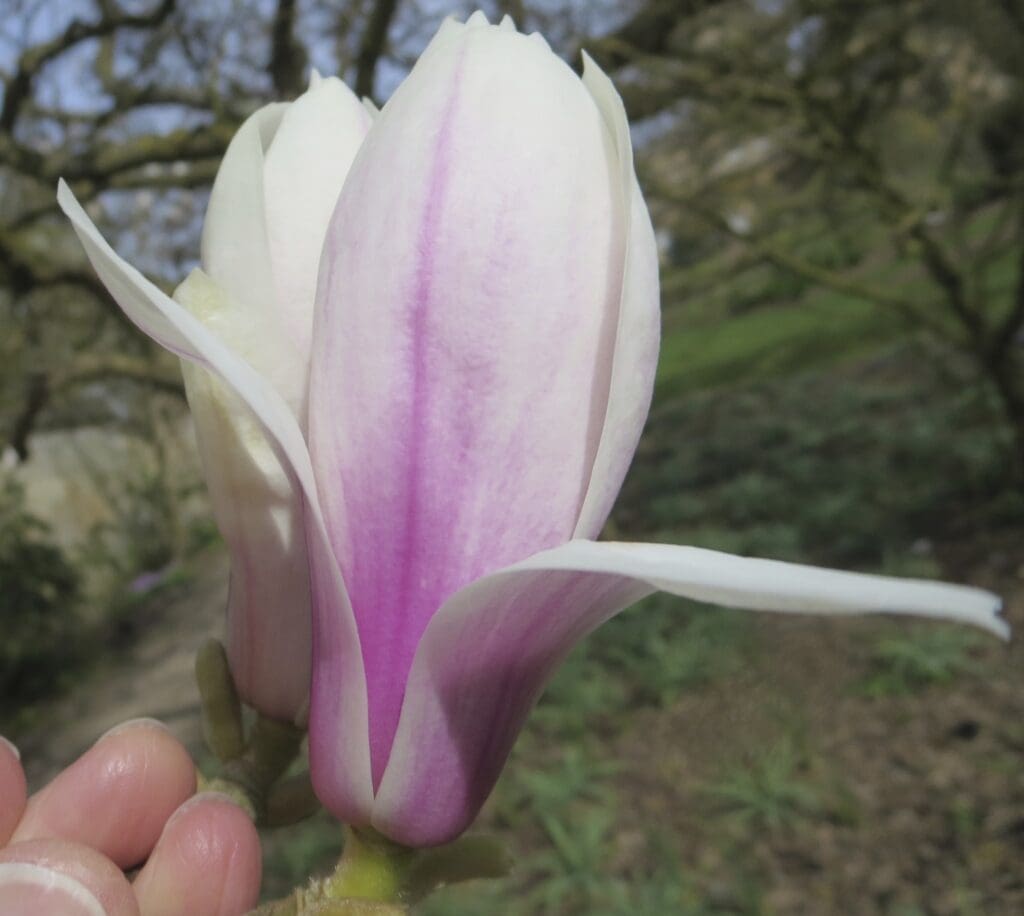 Inflorescences - Tree Guide UK